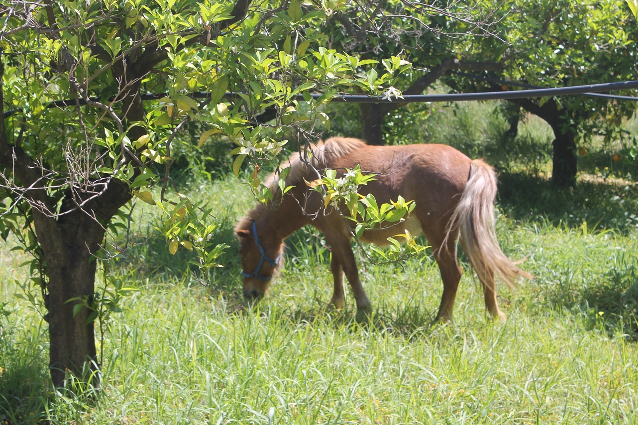 Fattorie Didattiche in Calabria - Agriturismi Regione Calabria